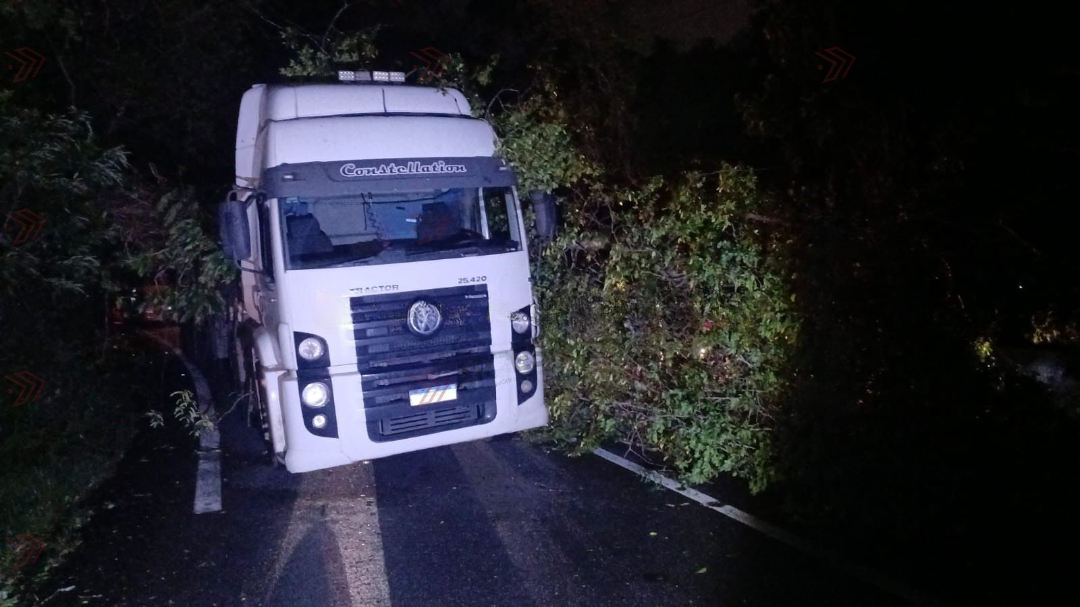 Árvore cai em cima de carreta na Rodovia Anchieta em Cubatão - THMais ...