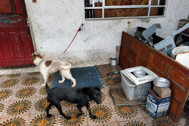 Três cadelas são resgatadas em situação de maus-tratos na Vila São ...